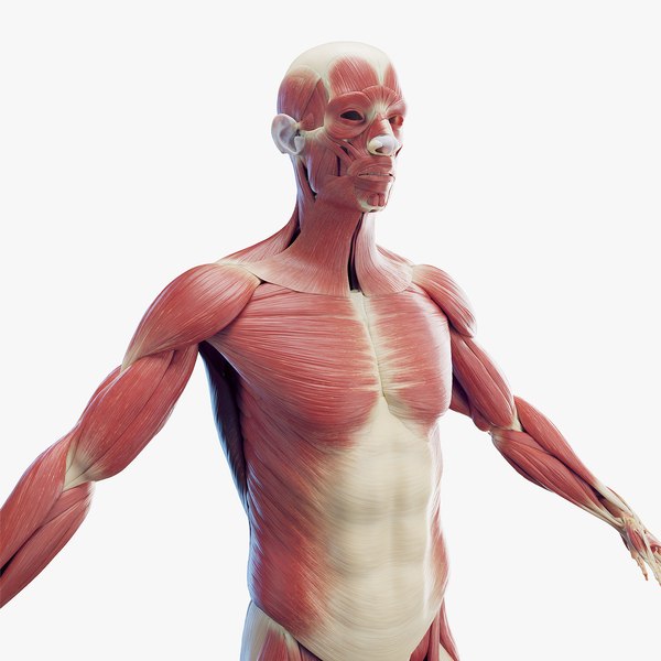 Human Male Skeleton and Muscles Static 3D 모델 - TurboSquid 2014782