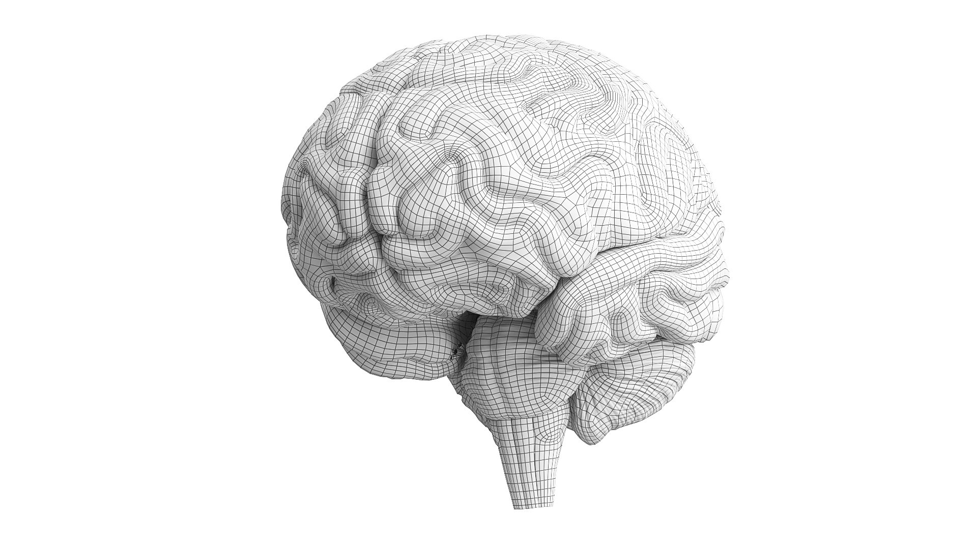 3D Human Brain - TurboSquid 2216674