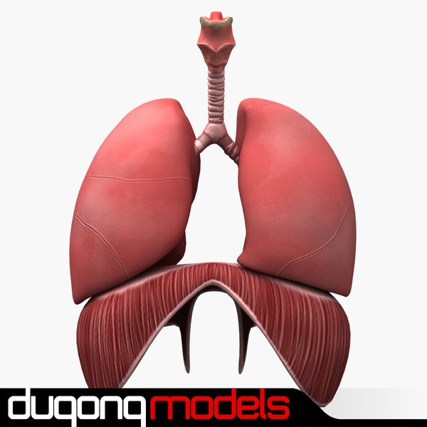 Respiratory System 3D Models for Download | TurboSquid