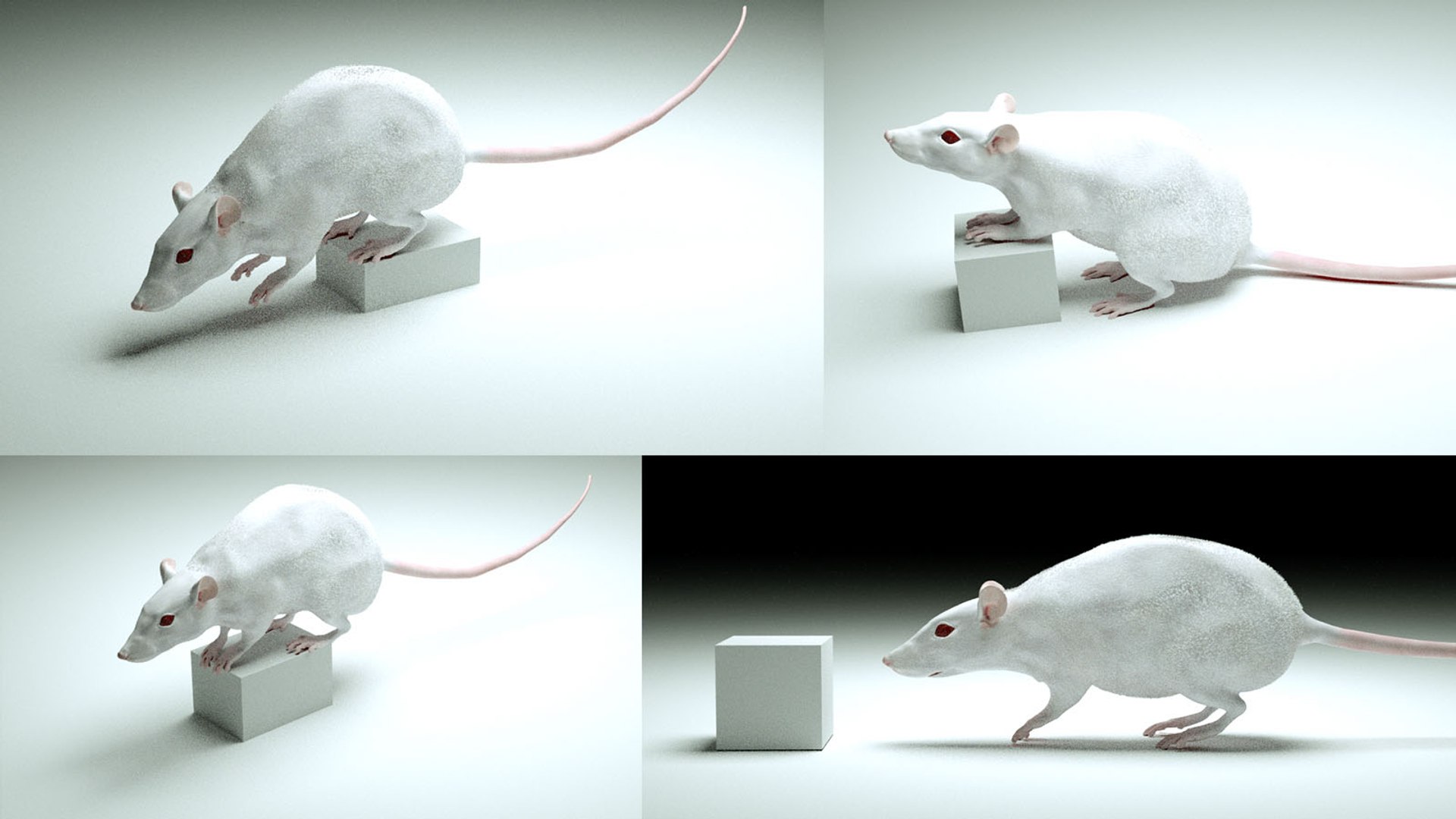 c4d rigged mouse rat 8k