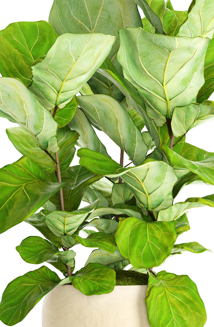 Ficus lyrata trees model - TurboSquid 1167402