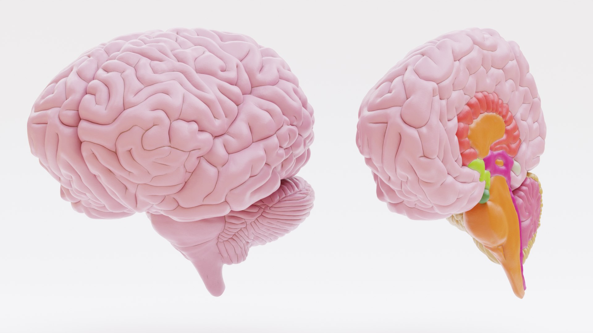 Plastic Brains 3D - TurboSquid 2023515