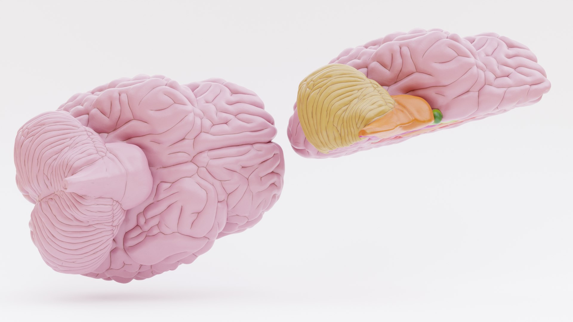 Plastic Brains 3D - TurboSquid 2023515