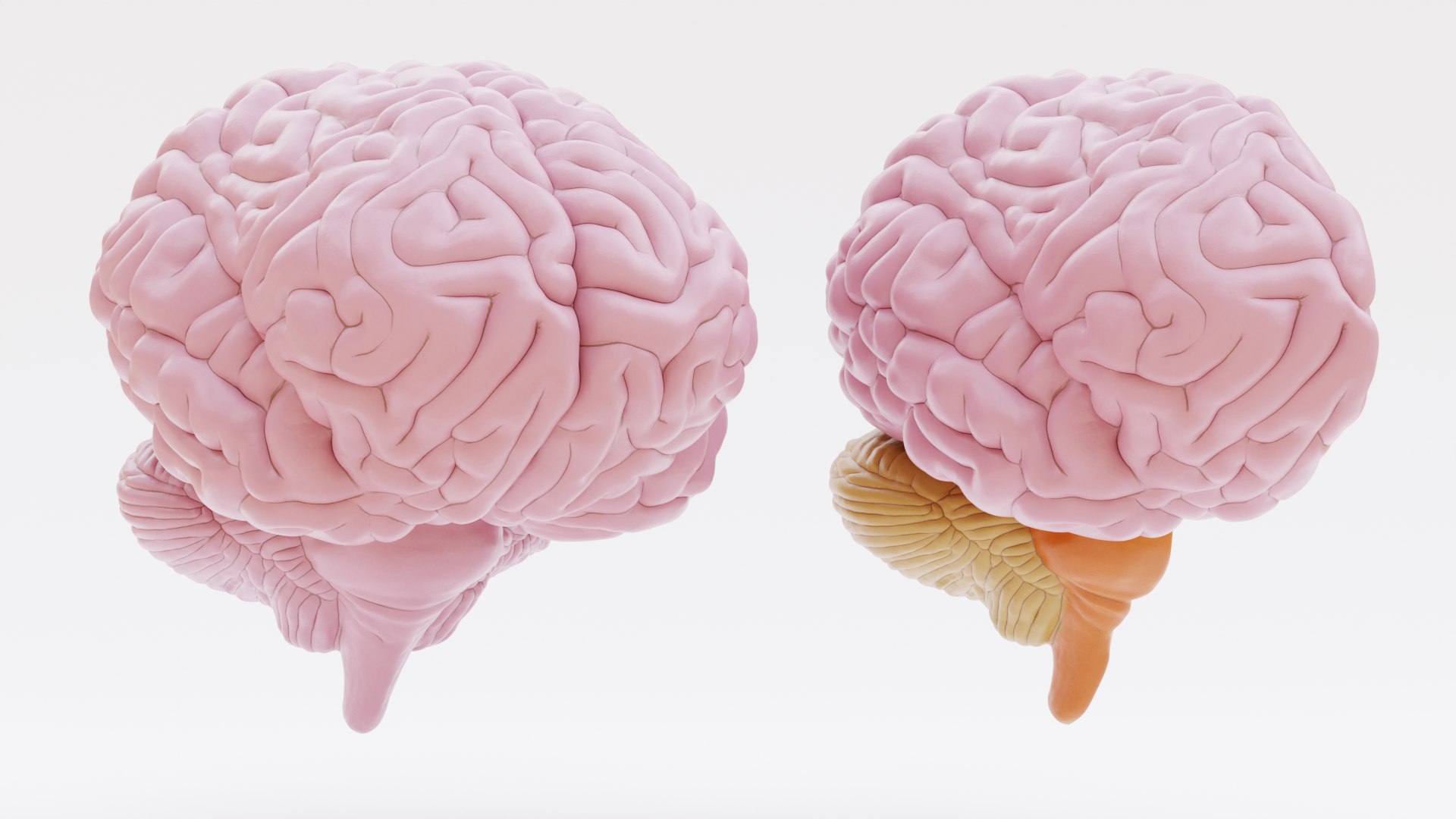 Plastic Brains 3D - TurboSquid 2023515