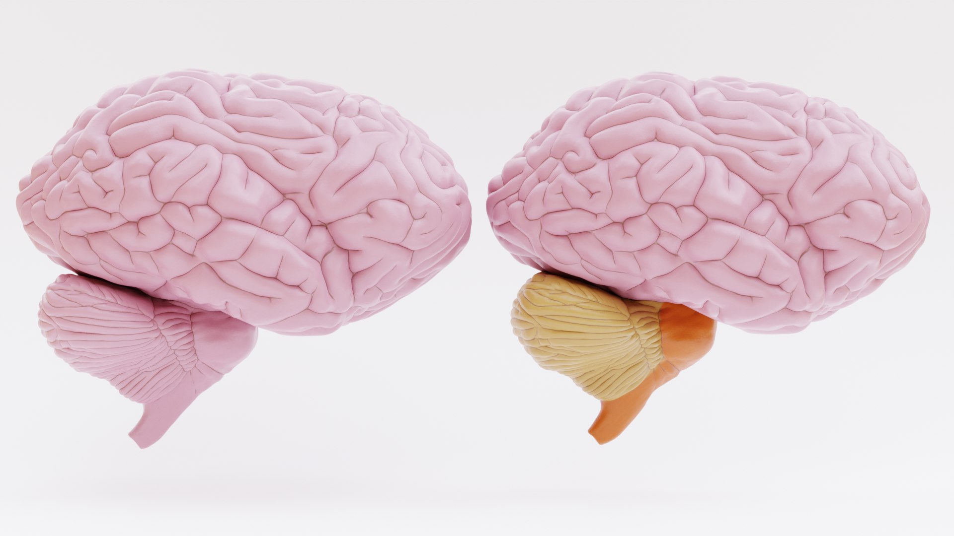 Plastic Brains 3D - TurboSquid 2023515