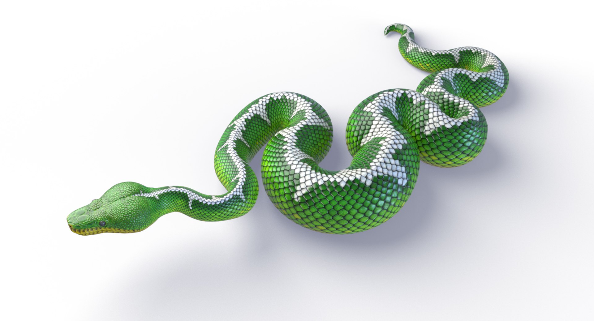 3D Model Emerald Tree Boa - 3D Mesh - TurboSquid 1775717