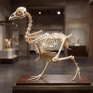 Download Free & Premium Maya Skeleton 3D Models | TurboSquid