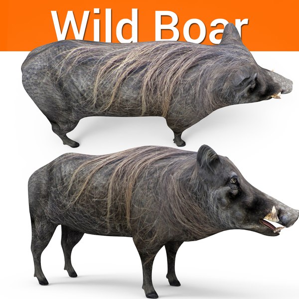 Boar 3D Models for Download | TurboSquid