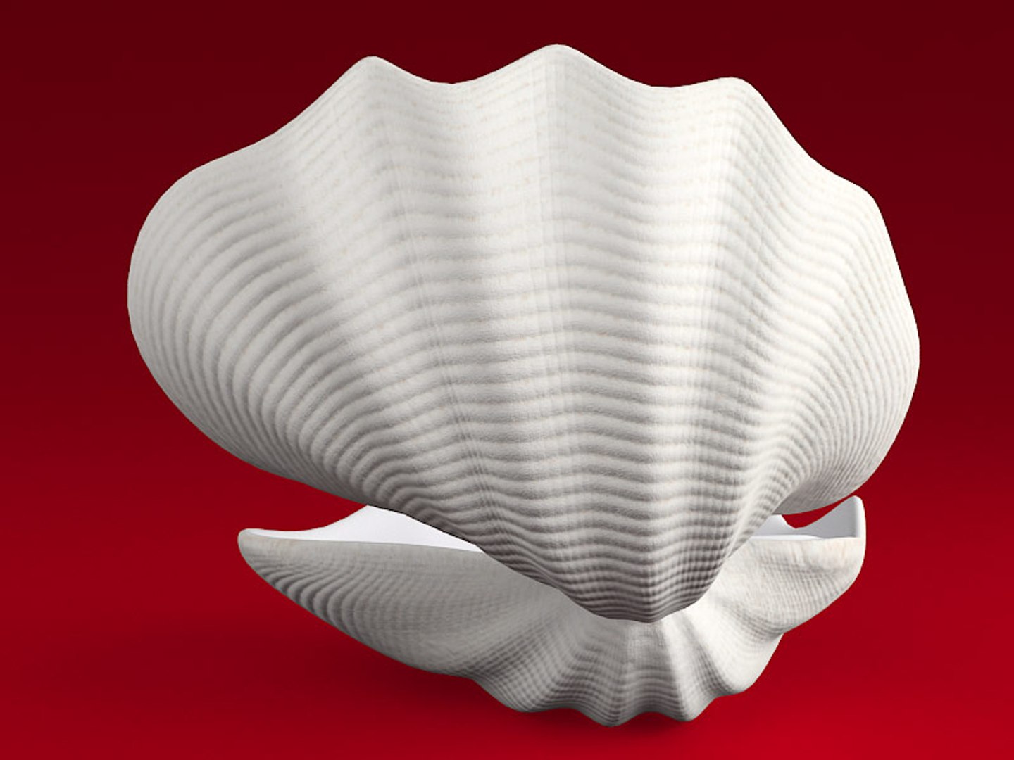 Tridacna Seashell 3d Model