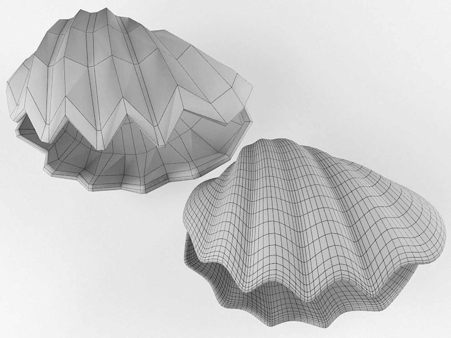 Tridacna Seashell 3d Model