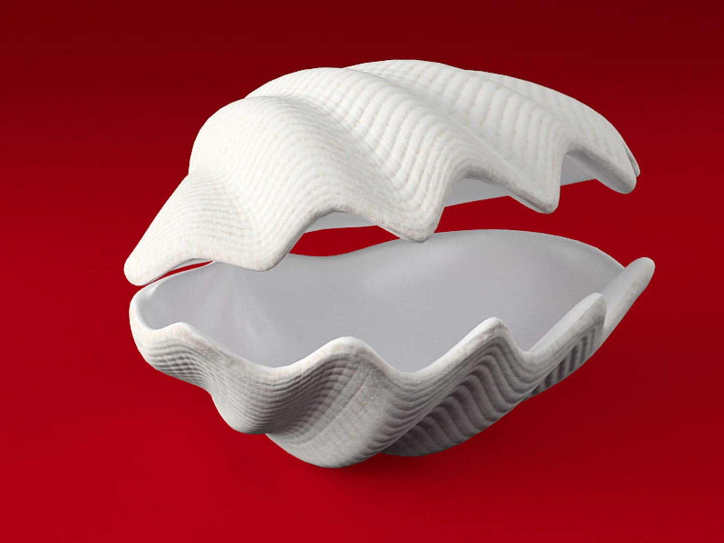 Tridacna Seashell 3d Model