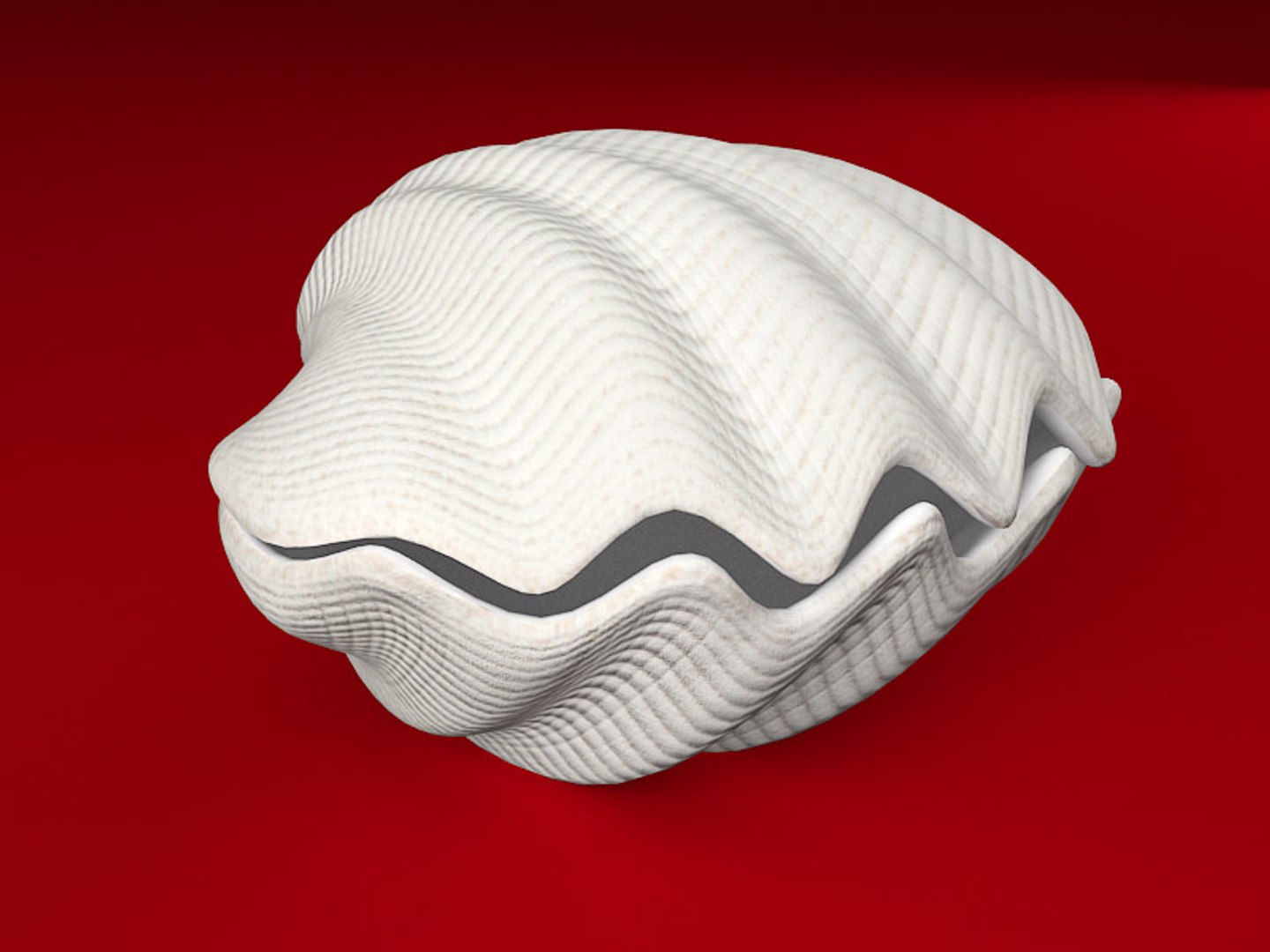 Tridacna Seashell 3d Model