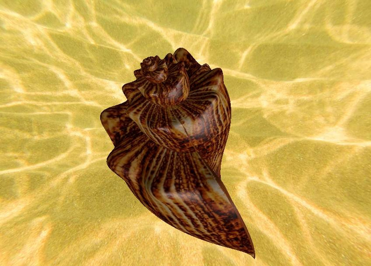 Horse conch 3D model - TurboSquid 1317062