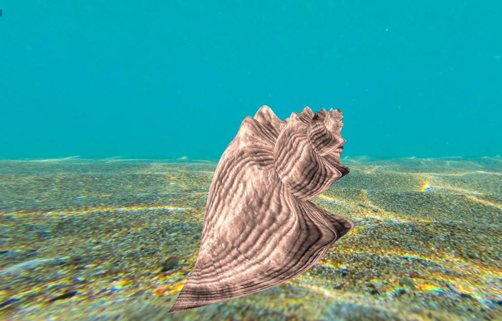 Horse conch 3D model - TurboSquid 1317062