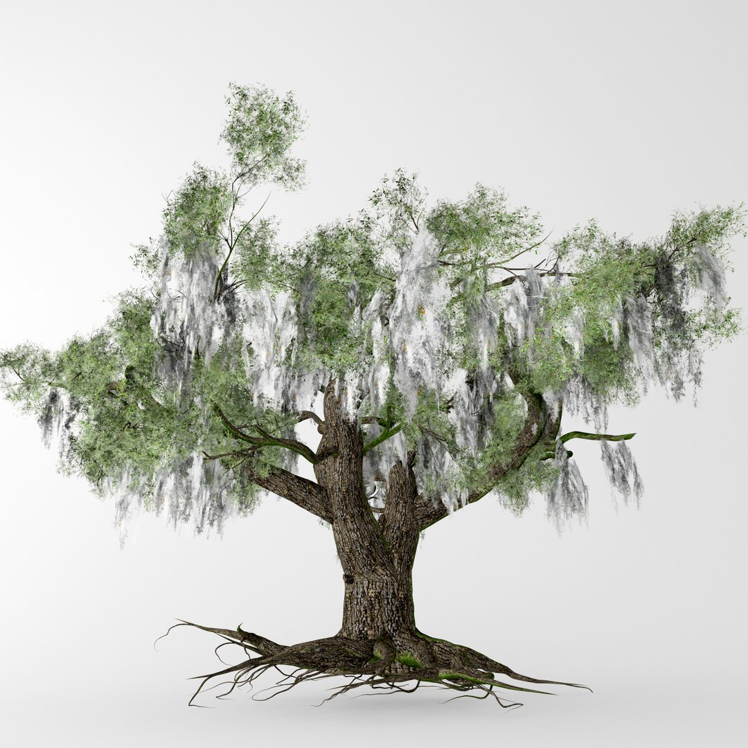 Live Oak 3D Model - TurboSquid 1337040
