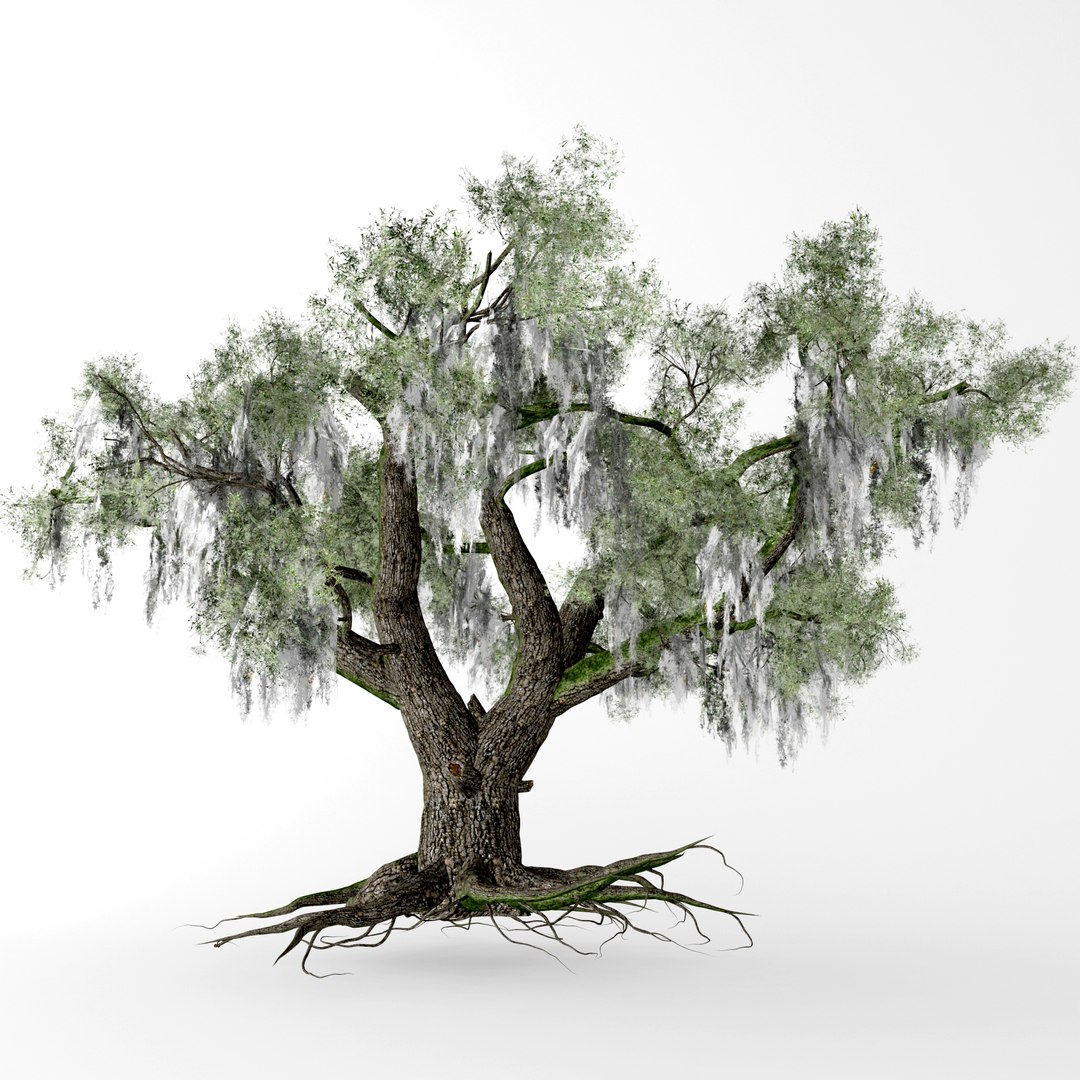 Live Oak 3D Model - TurboSquid 1337040