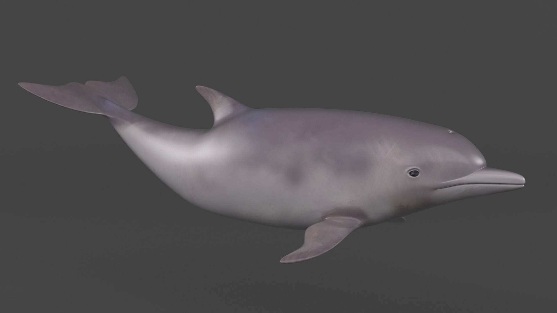 Dolphin 3D Model - TurboSquid 1941710