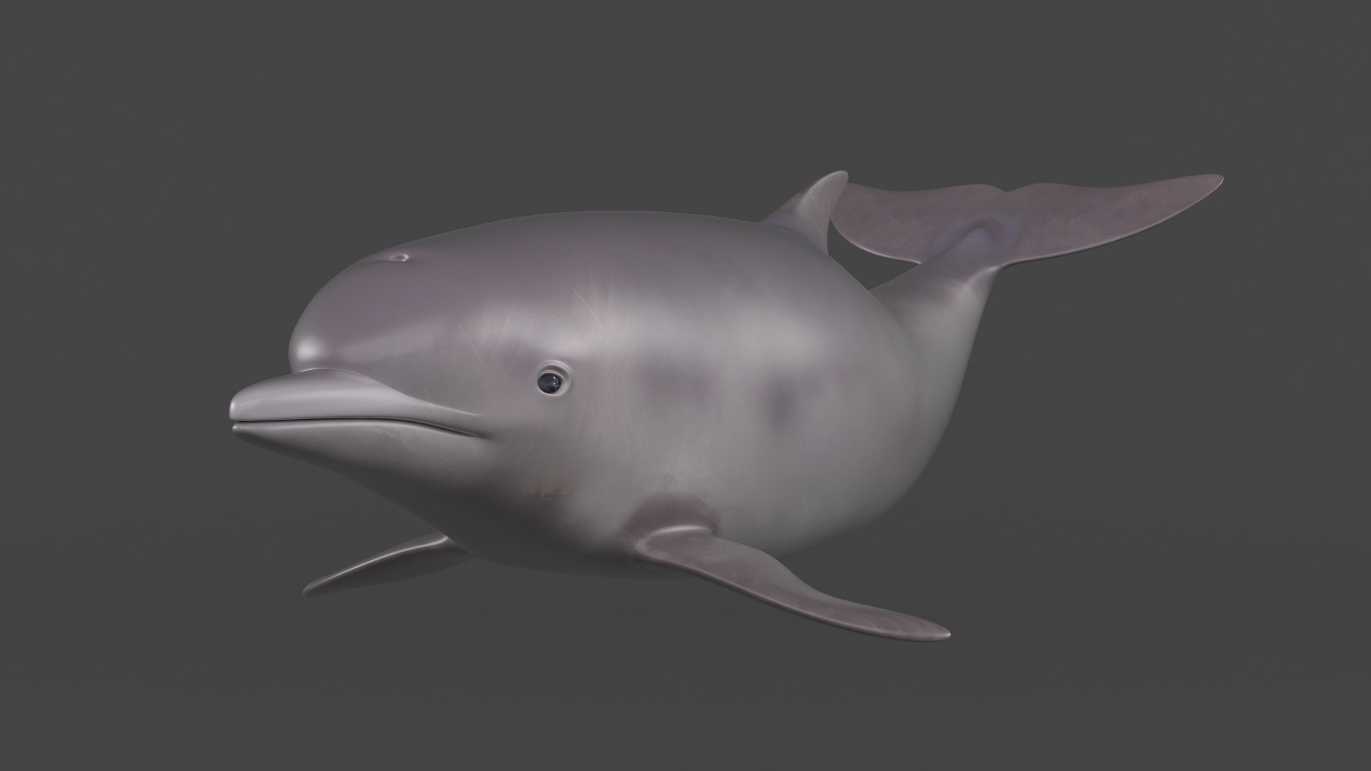 Dolphin 3D Model - TurboSquid 1941710