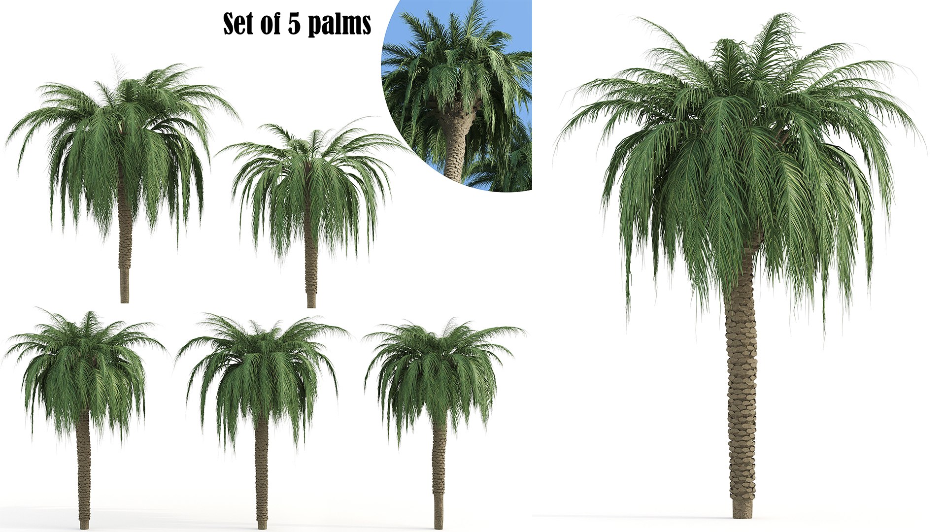 5 palm trees Modelo 3D - TurboSquid 2026876