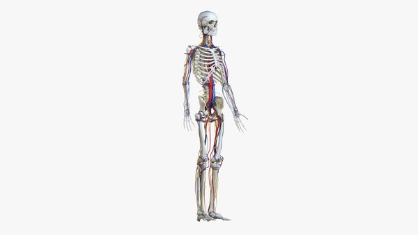 3D male anatomy polys - TurboSquid 1481346