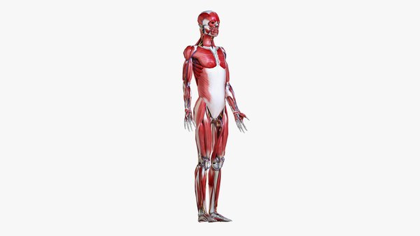 3D male anatomy polys - TurboSquid 1481346