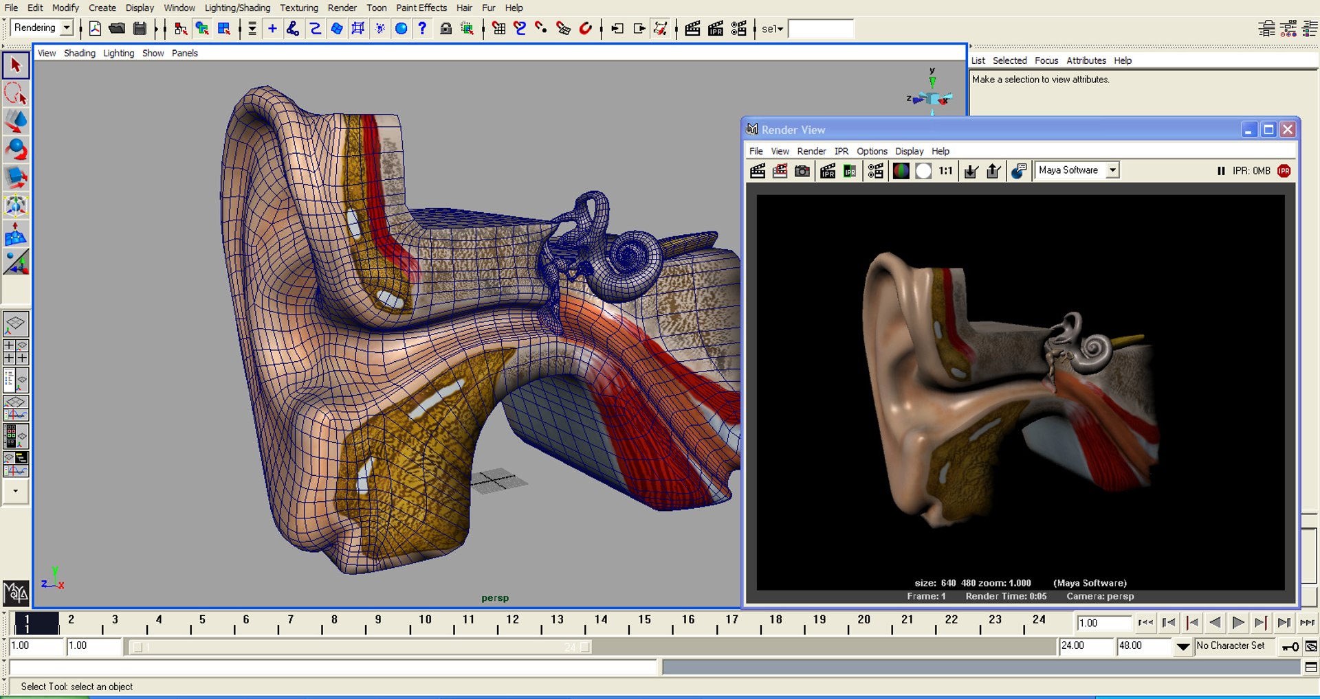 3d Ear Anatomy