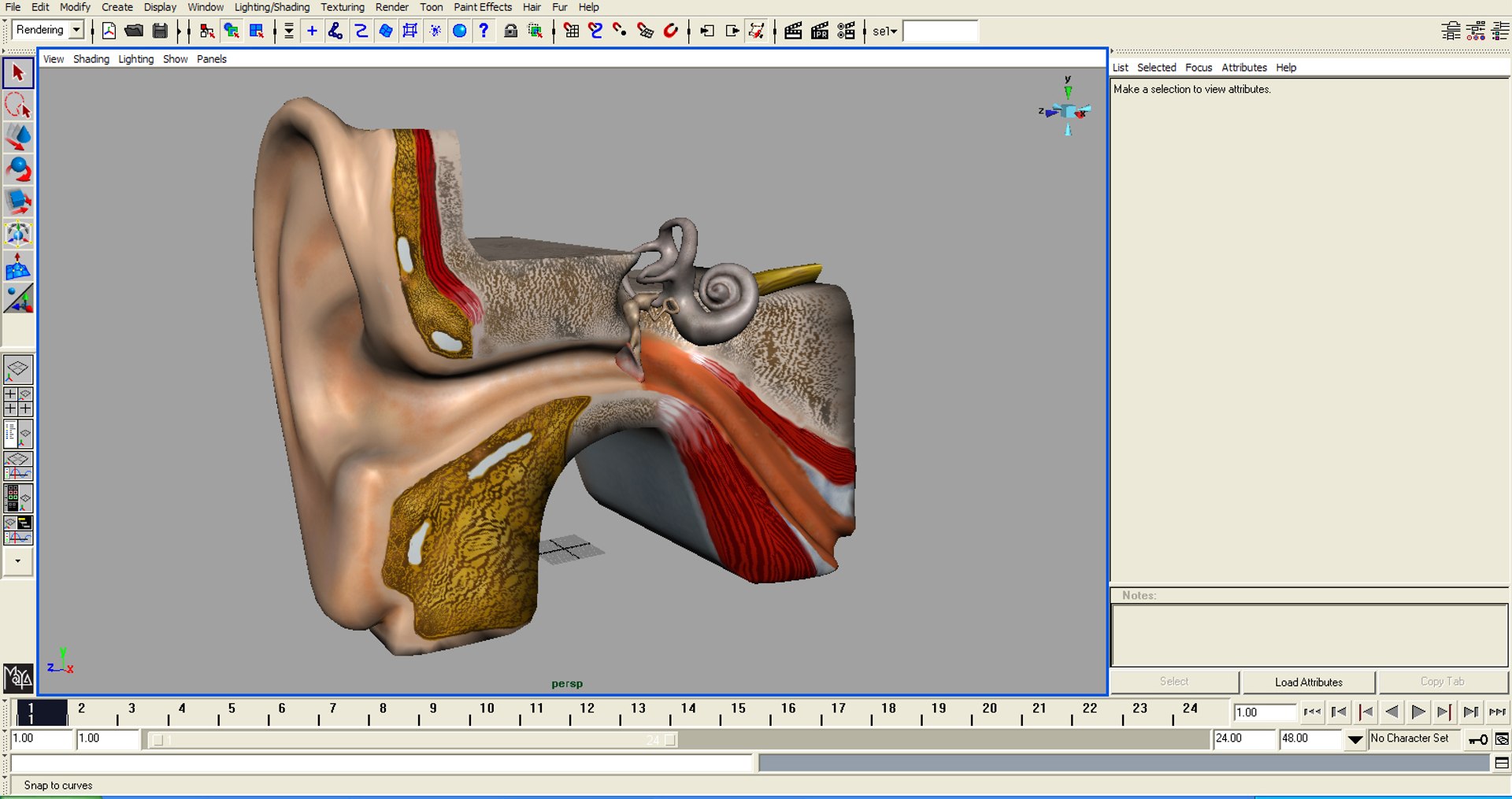 3d Ear Anatomy