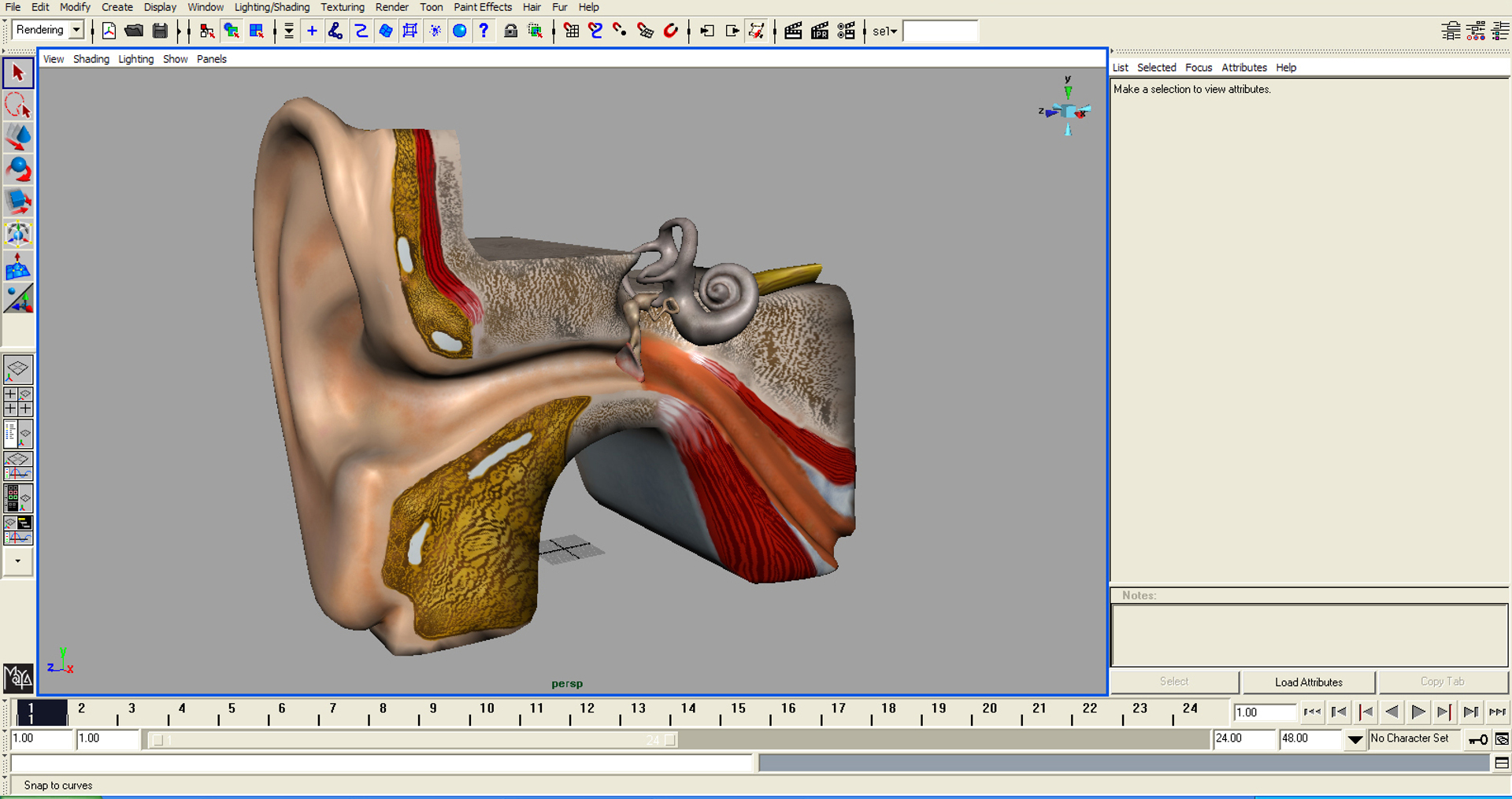 3d ear anatomy