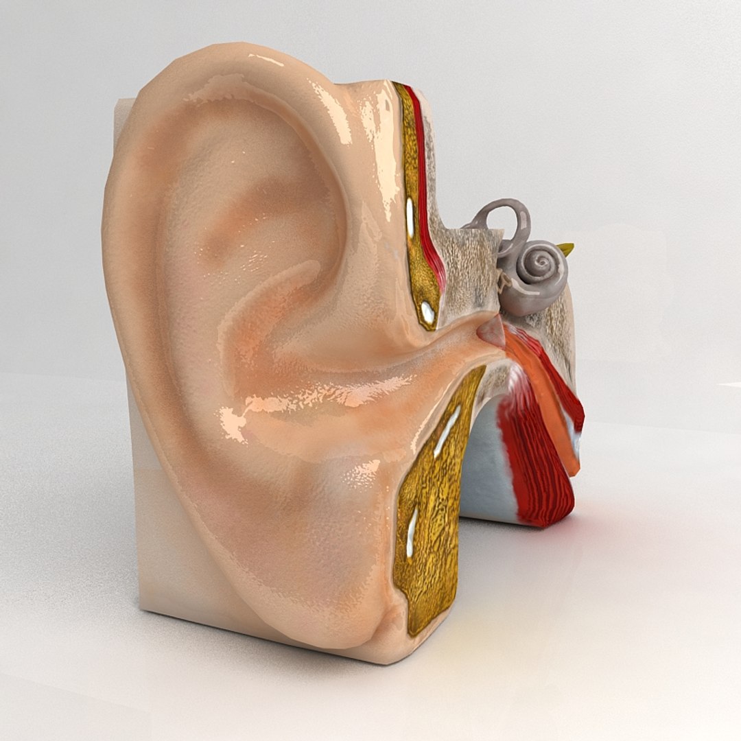 3d Ear Anatomy