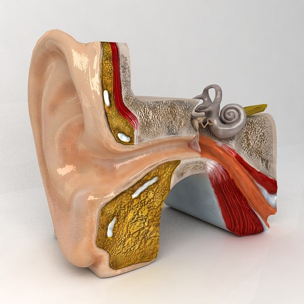 3d ear anatomy
