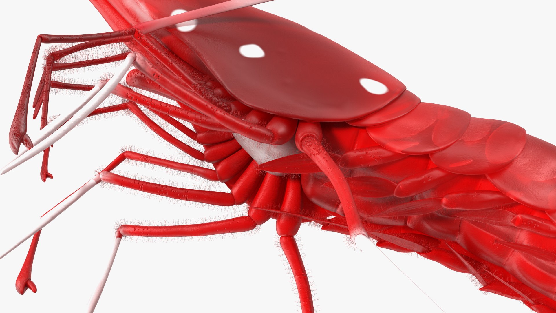 3D Red Blood Cleaner Shrimp Fur Model - TurboSquid 2051596