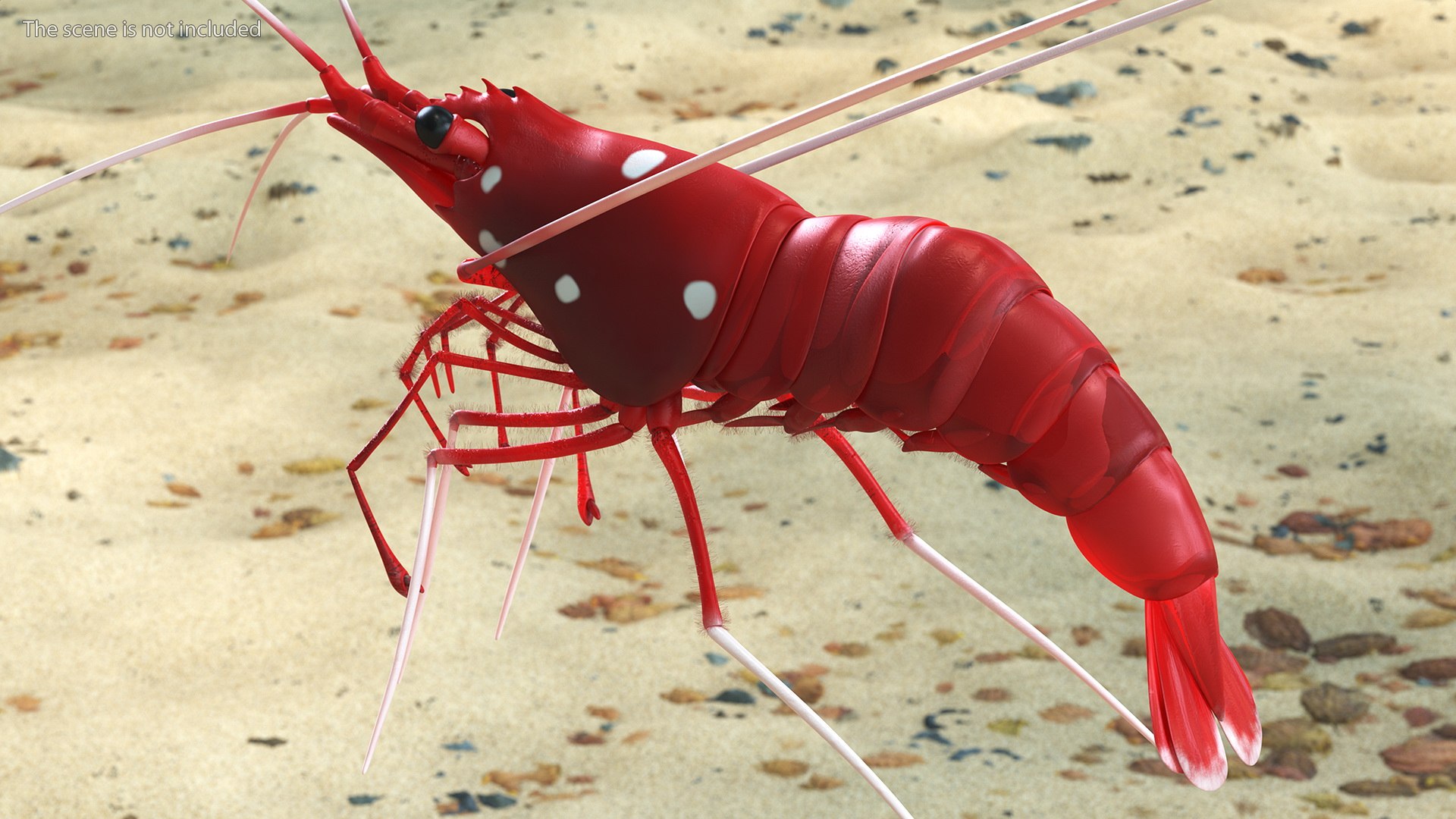 3D Red Blood Cleaner Shrimp Fur Model - TurboSquid 2051596
