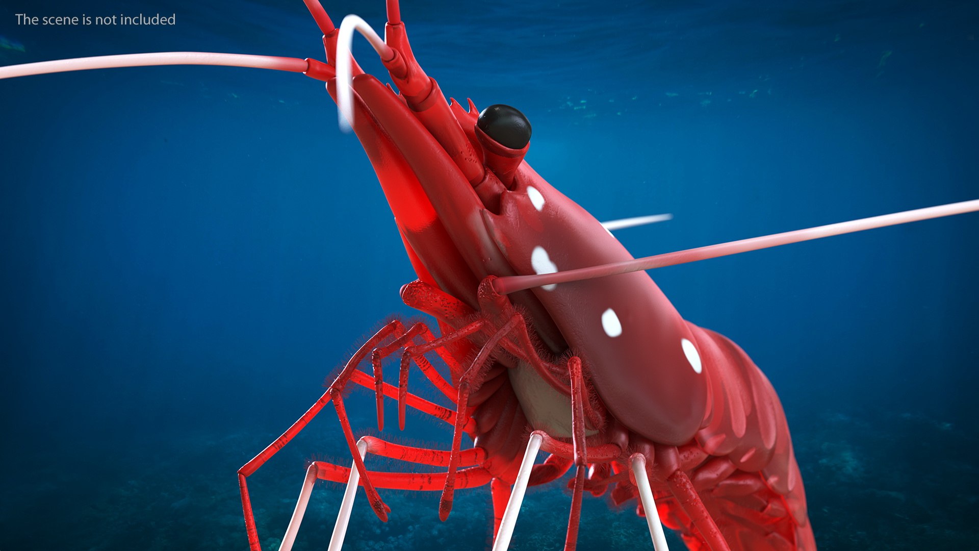 3D Red Blood Cleaner Shrimp Fur Model - TurboSquid 2051596