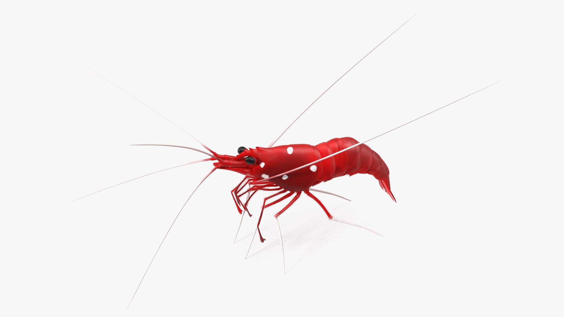 3D Red Blood Cleaner Shrimp Fur Model - TurboSquid 2051596