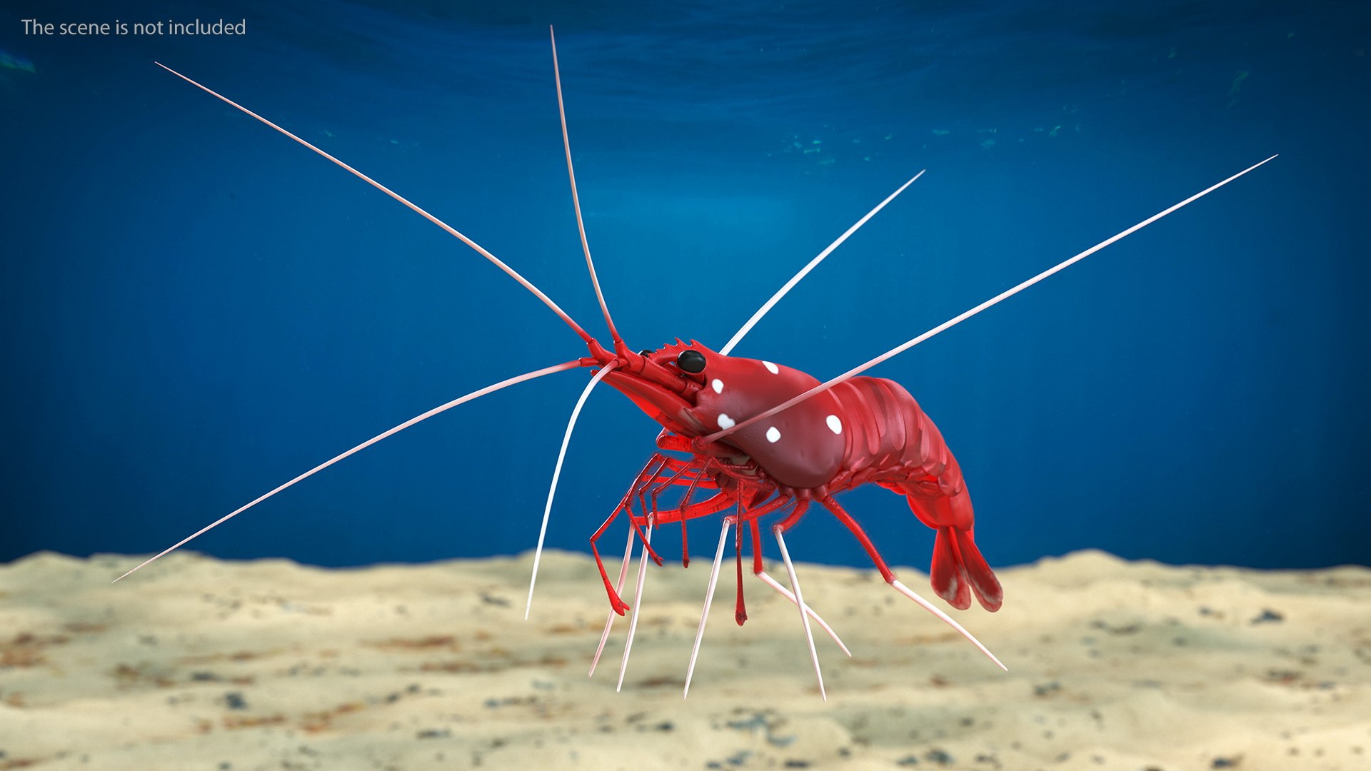 3D Red Blood Cleaner Shrimp Fur Model - TurboSquid 2051596