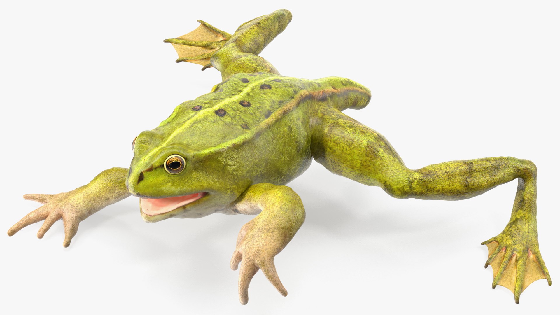 Froglet Rigged For Modo Model - TurboSquid 1717391