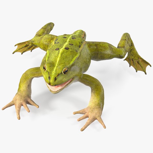 Frog 3D Models for Download | TurboSquid