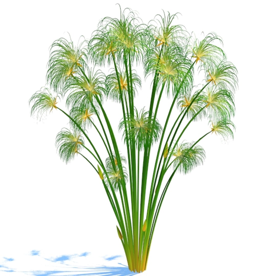 Cyperus Papyrus 3d 3ds