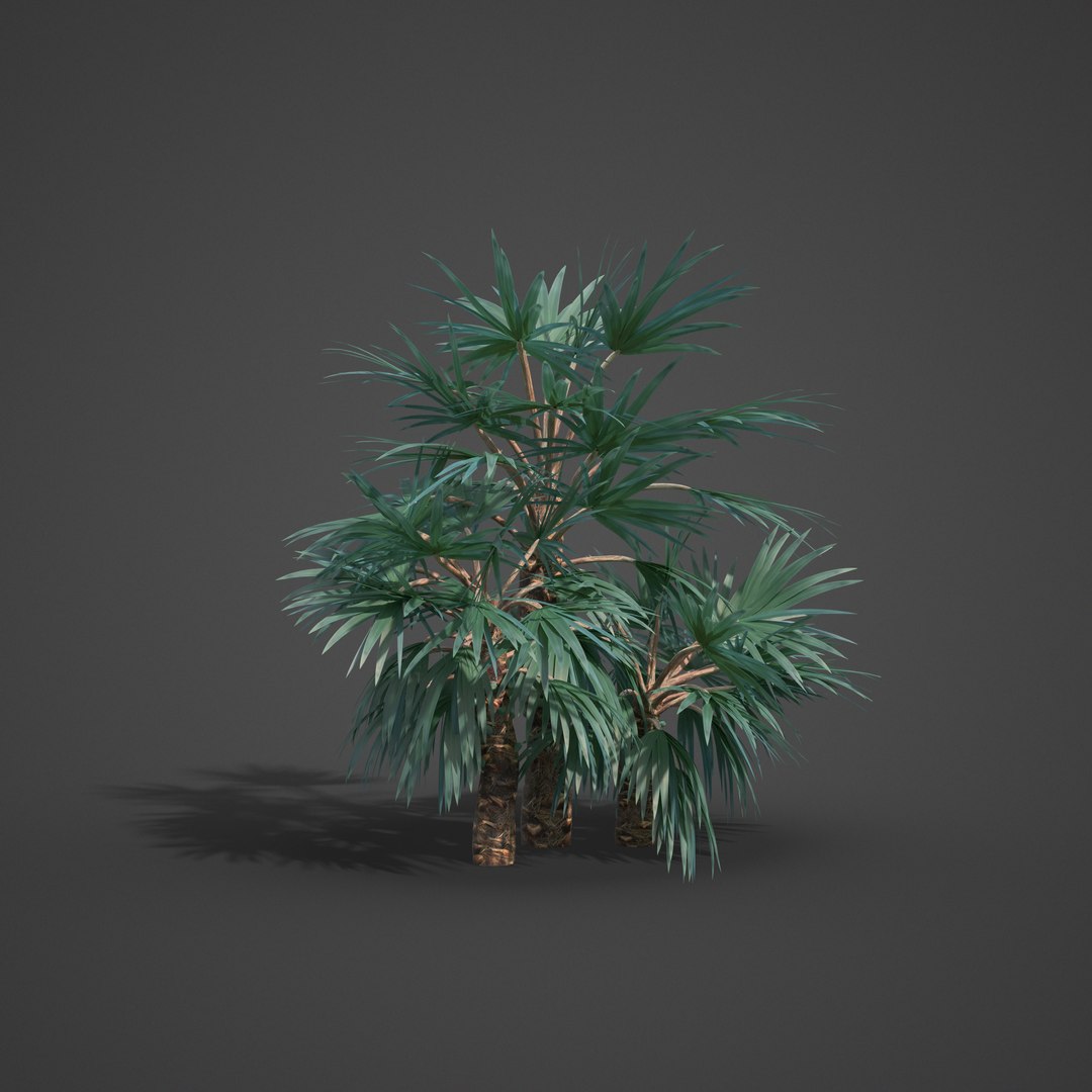 3D Palm Tree Nature Model - TurboSquid 1679675