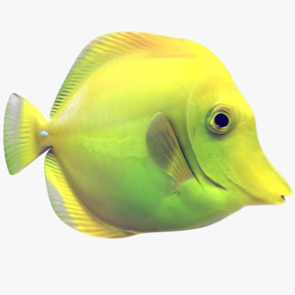 Yellow Tang 3D Models for Download | TurboSquid