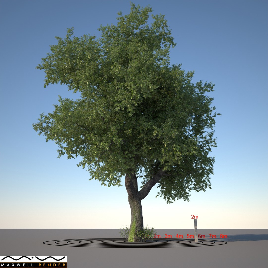 3d Model Oak Tree