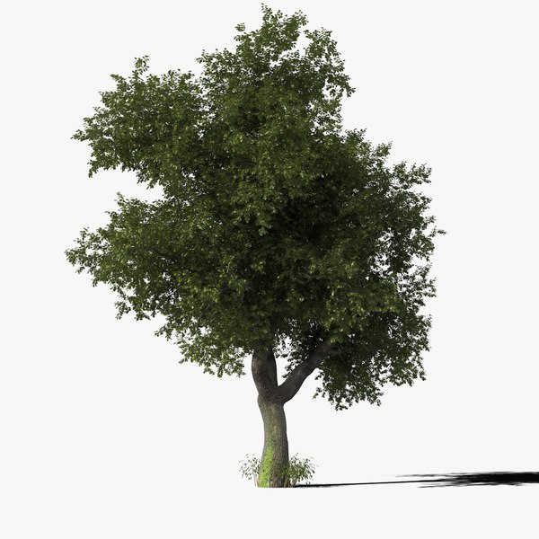 3d model oak tree