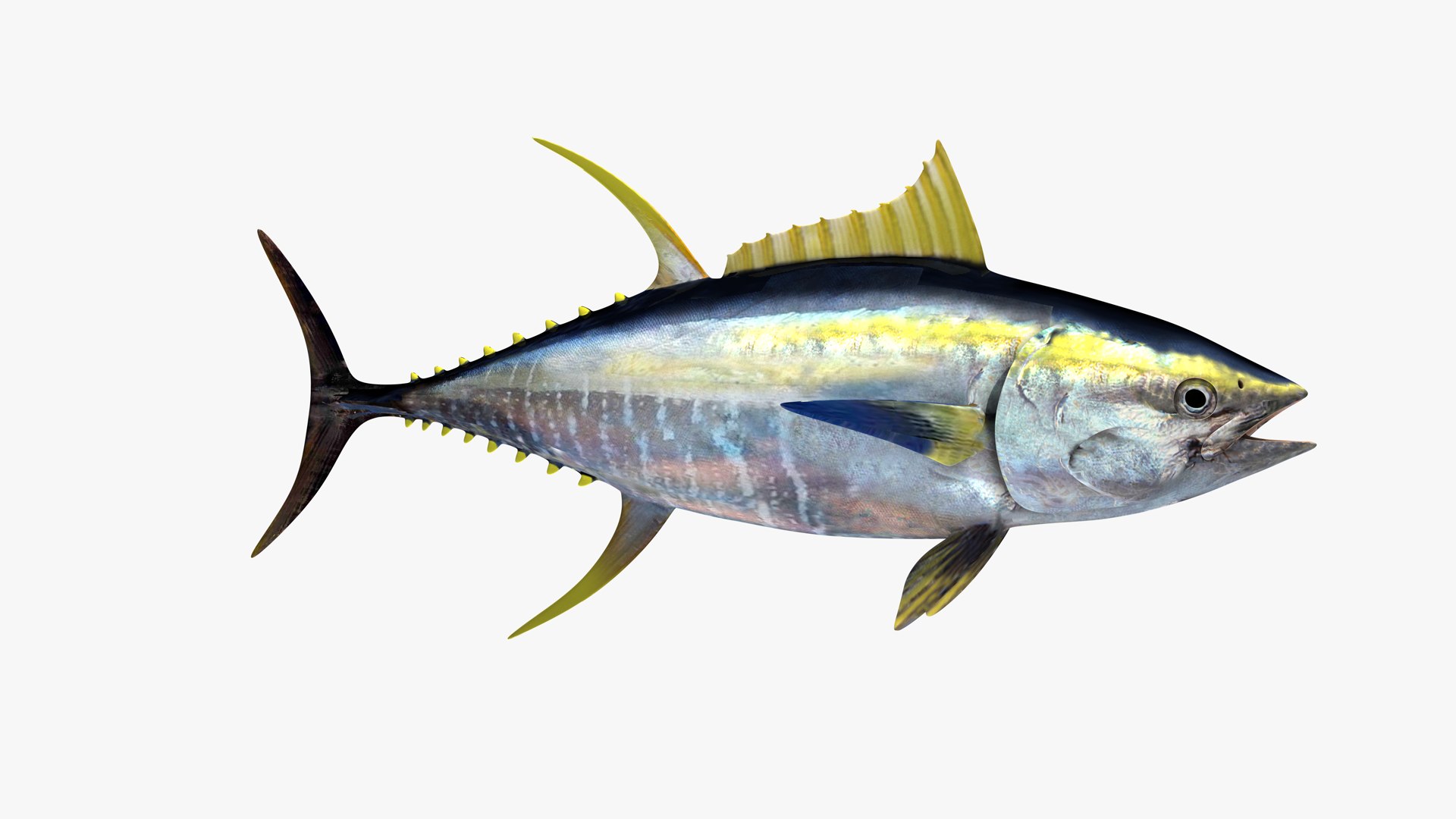 3d Realistic Yellowfin Tuna Model
