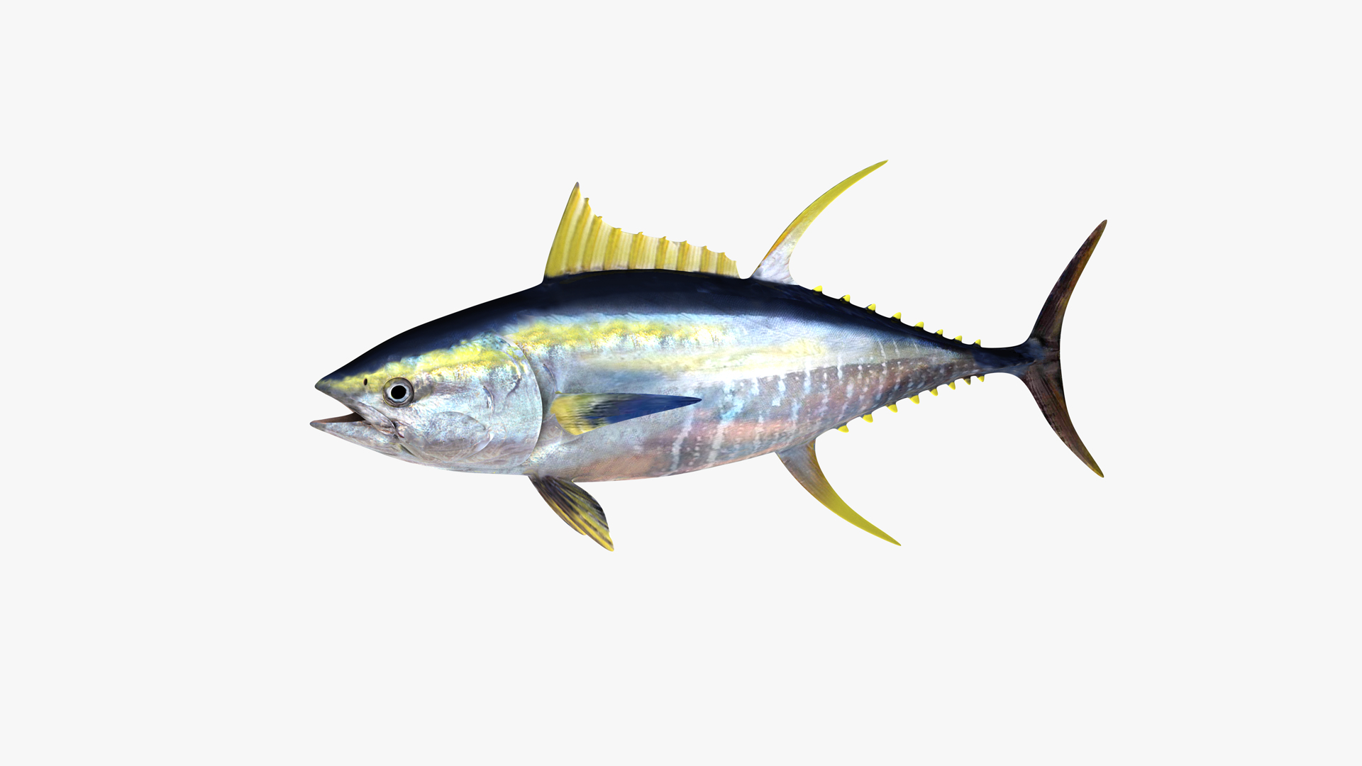 3d Realistic Yellowfin Tuna Model