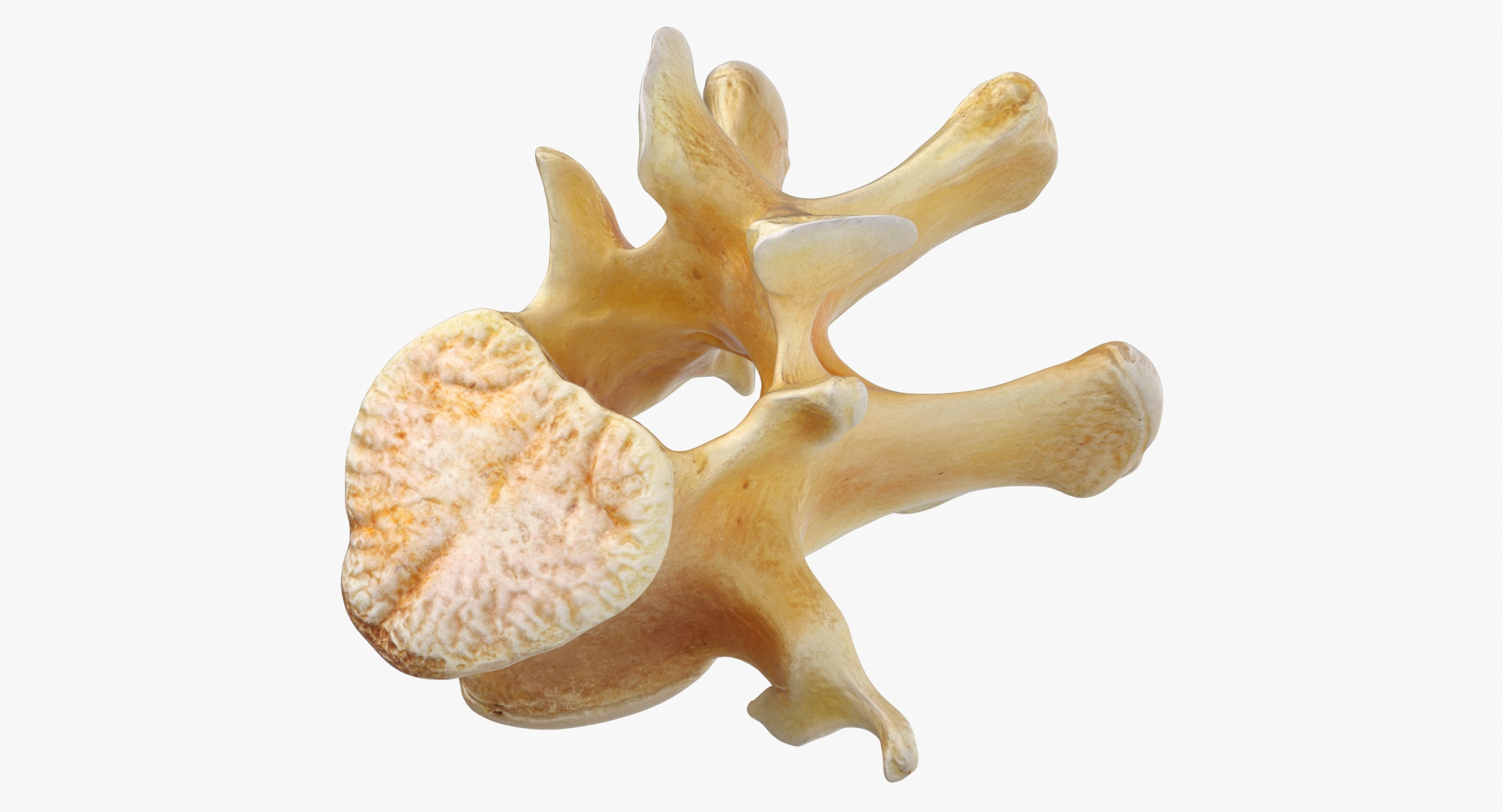 modelo 3d Canguro Wallaby de cuello rojo Vértebras de madera L1 ...