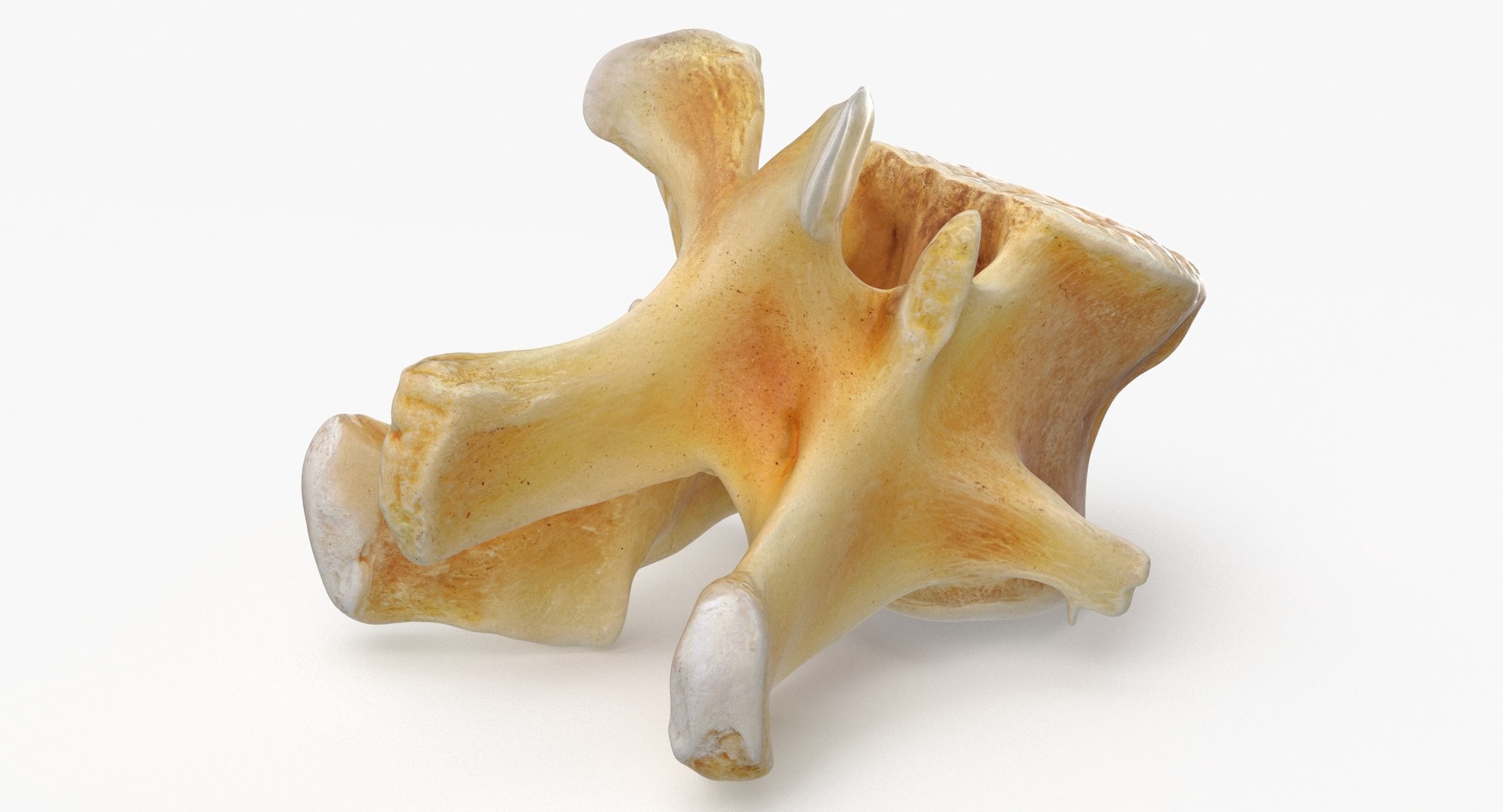 Kangaroo Red Necked Wallaby Lumber Vertebrae L1 3D Model - TurboSquid ...