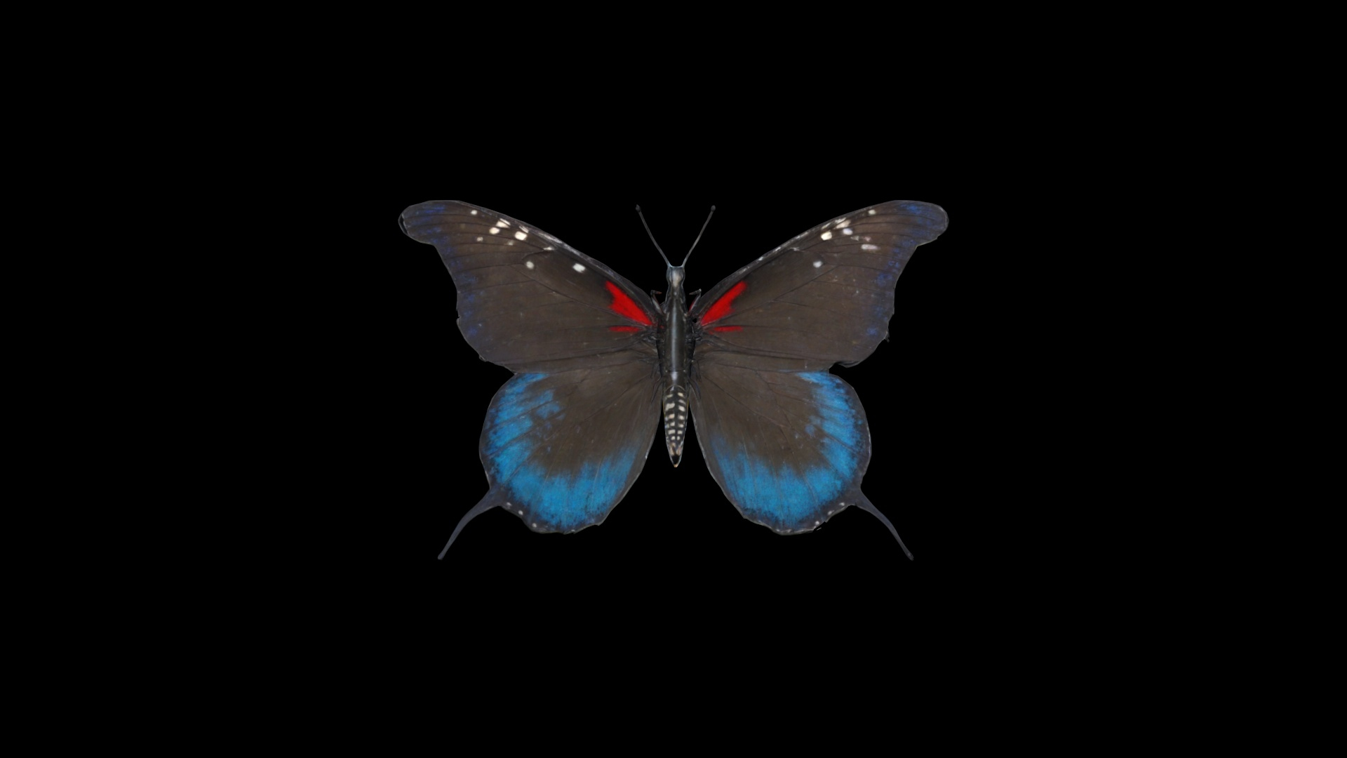 3D Colorful Butter Fly Model - TurboSquid 2341801