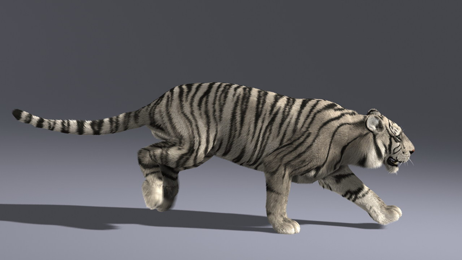 White Tiger Fur 2 Ma
