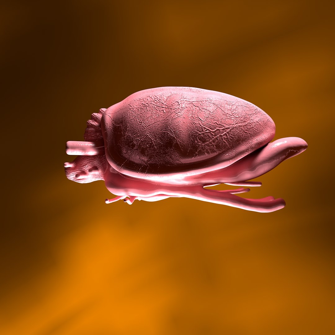 c4d rat mouse brain