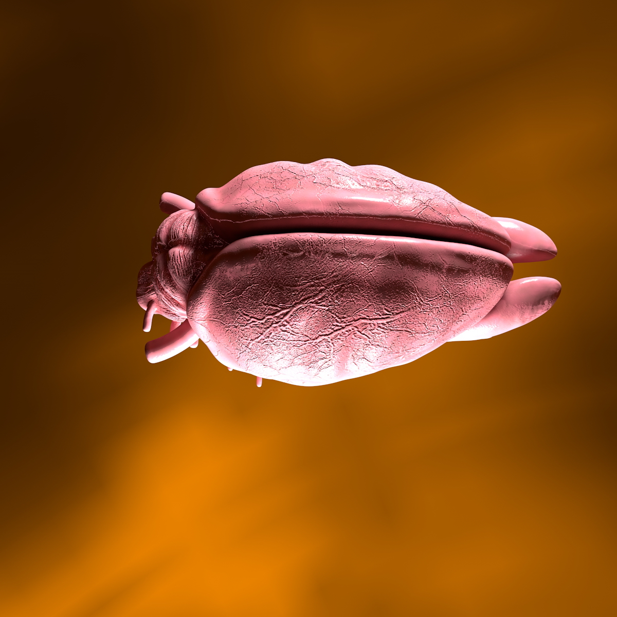 c4d rat mouse brain